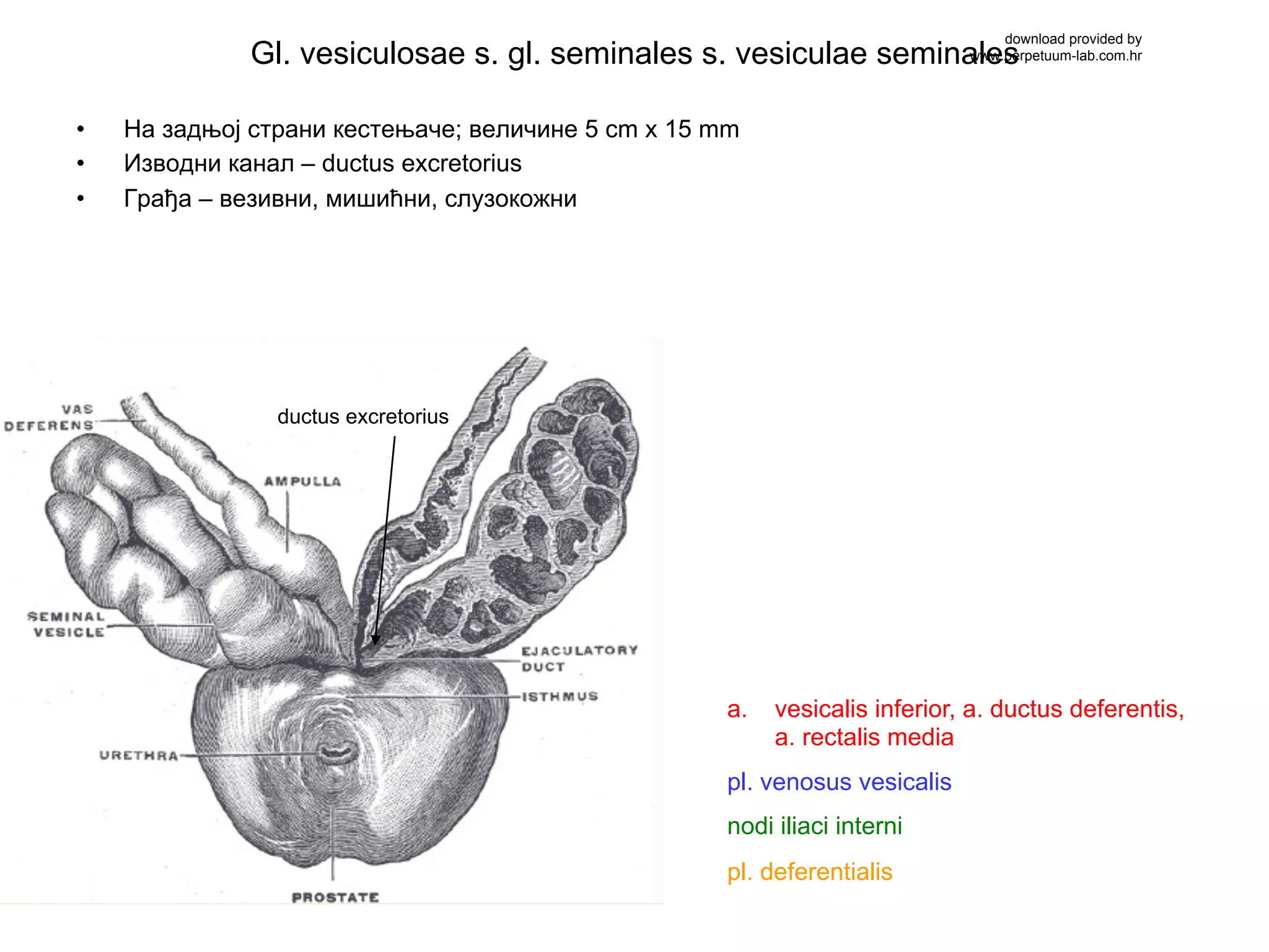 Reproduktivni organi 1 | PDF