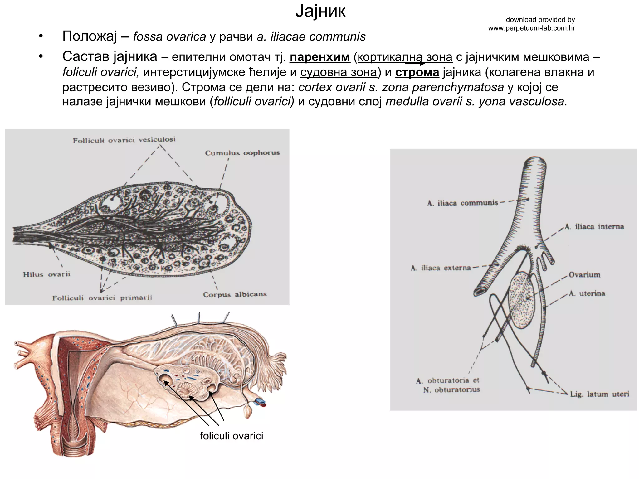 Reproduktivni organi 1 | PDF