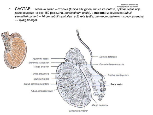 Reproduktivni organi 1 | PDF