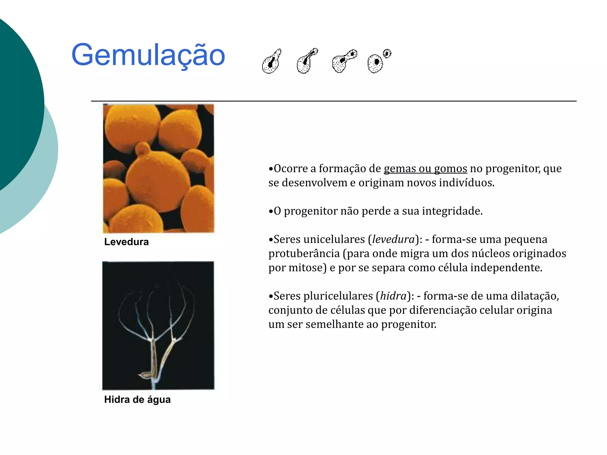 Reprodução assexuada | PPT | Download Gratuito