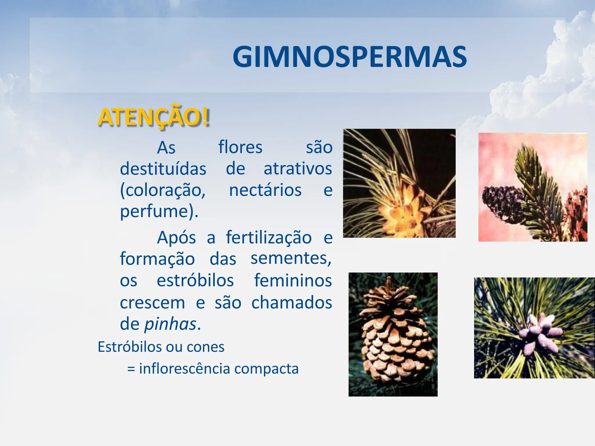 Reprodução das gimnospermas e angiospermas.pdf