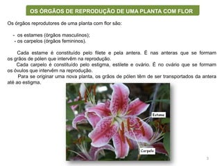 Reprodução das plantas | PPSX