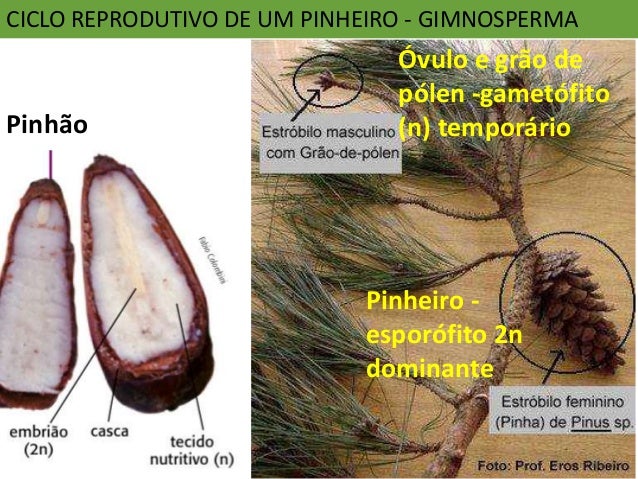 Reprodução das plantas aula 4