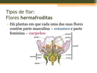Reprodução das plantas com flor | PPTX