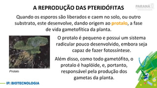 REPRODUÇÃO DAS PTERIDOFITAS.pdf