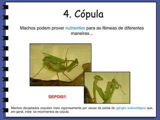 Tipos de reprodução em insetos | PPT
