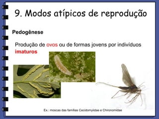 Tipos de reprodução em insetos | PPT