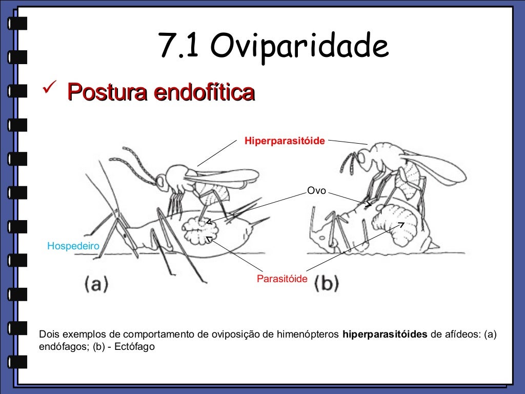 Tipos de reprodução em insetos