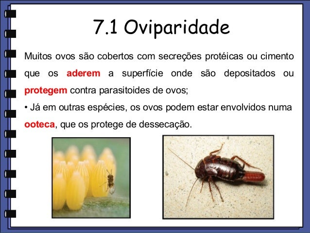 Tipos de reprodução em insetos