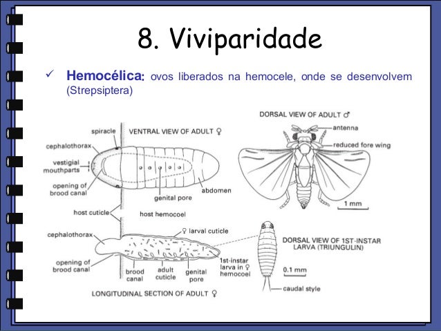 Tipos de reprodução em insetos