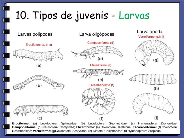 Tipos de reprodução em insetos