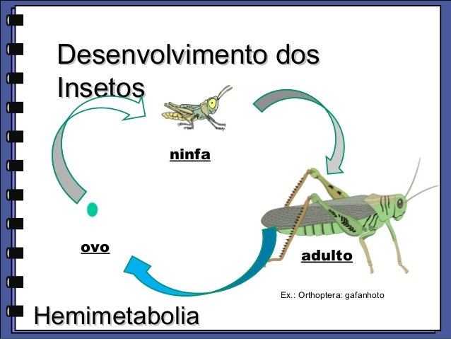 Tipos de reprodução em insetos