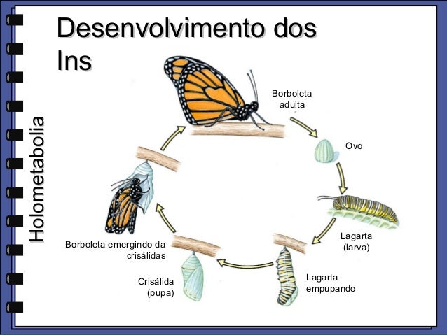 Tipos de reprodução em insetos