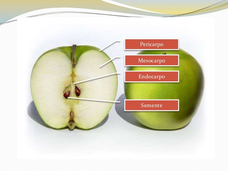 Reprodução de plantas com flor