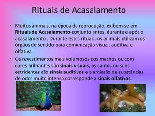 Reprodução dos animais Poppy | PPTX