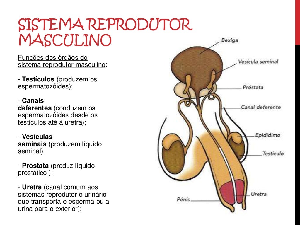 Reprodução Humana
