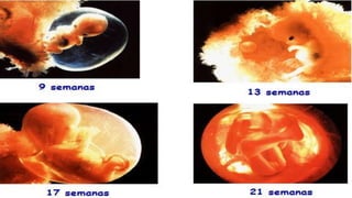 Reprodução humana - 8º ano | PPTX