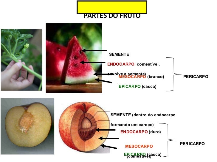 ReproduçãO Nas Angiospermas (1)
