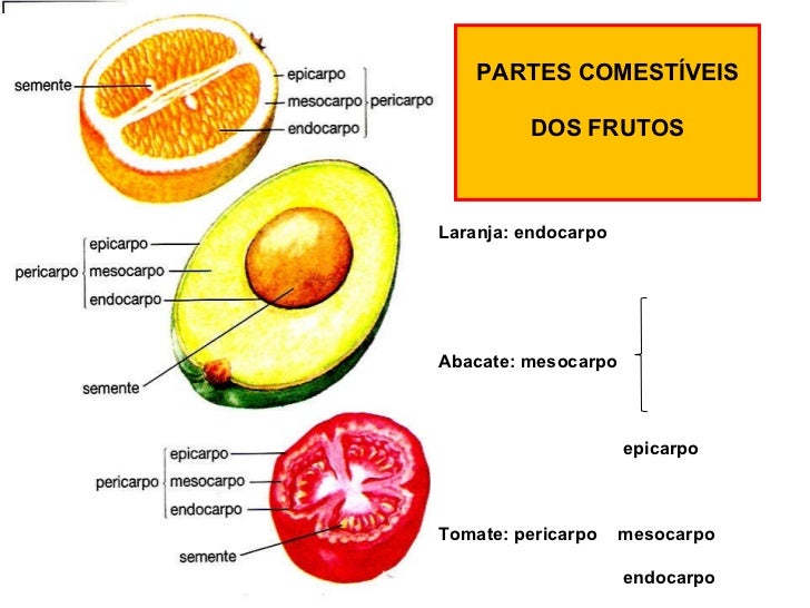 ReproduçãO Nas Angiospermas (1)
