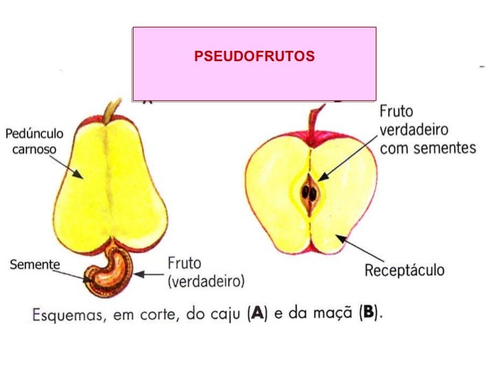 ReproduçãO Nas Angiospermas (1)