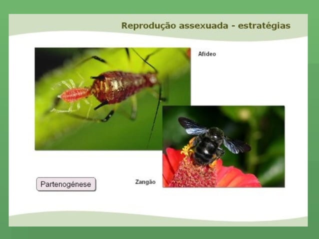 Reprodução nos seres vivos | PPT