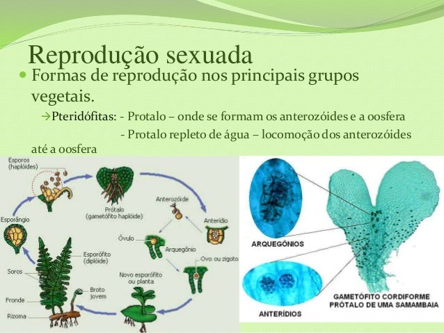 Reprodução sexuada e assexuada