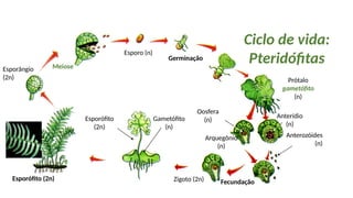 REPRODUÇÃO VEGETAL e suas variedade tudo sobre reprodução de plata | PPTX