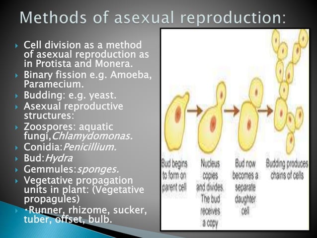 Reprodution in organisms | PPT