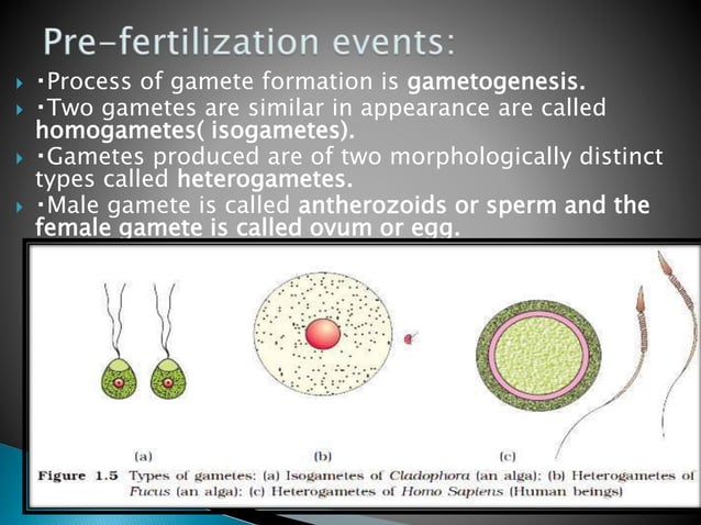 Reprodution in organisms | PPT