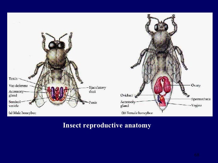 ระบบสืบพันธุ์ของสิ่งมีชีวิต - Reprodutive system