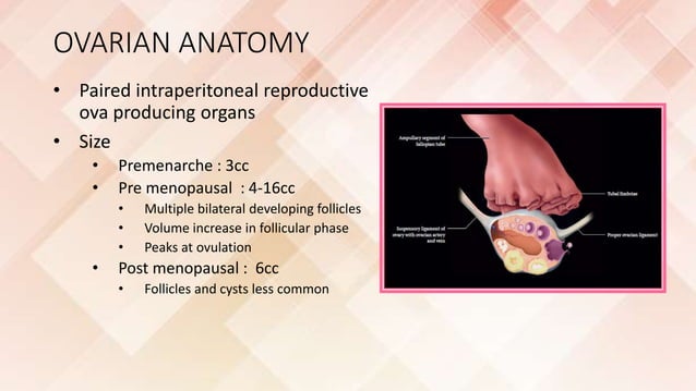 Imaging of female reproductive system RV | PPTX