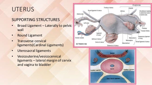Imaging of female reproductive system RV