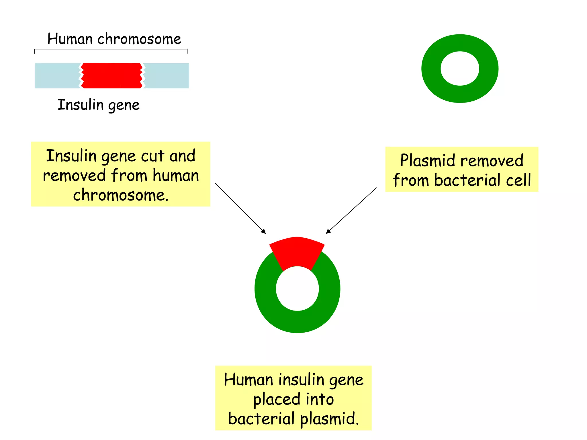 Reprogramming Microbes | PPT