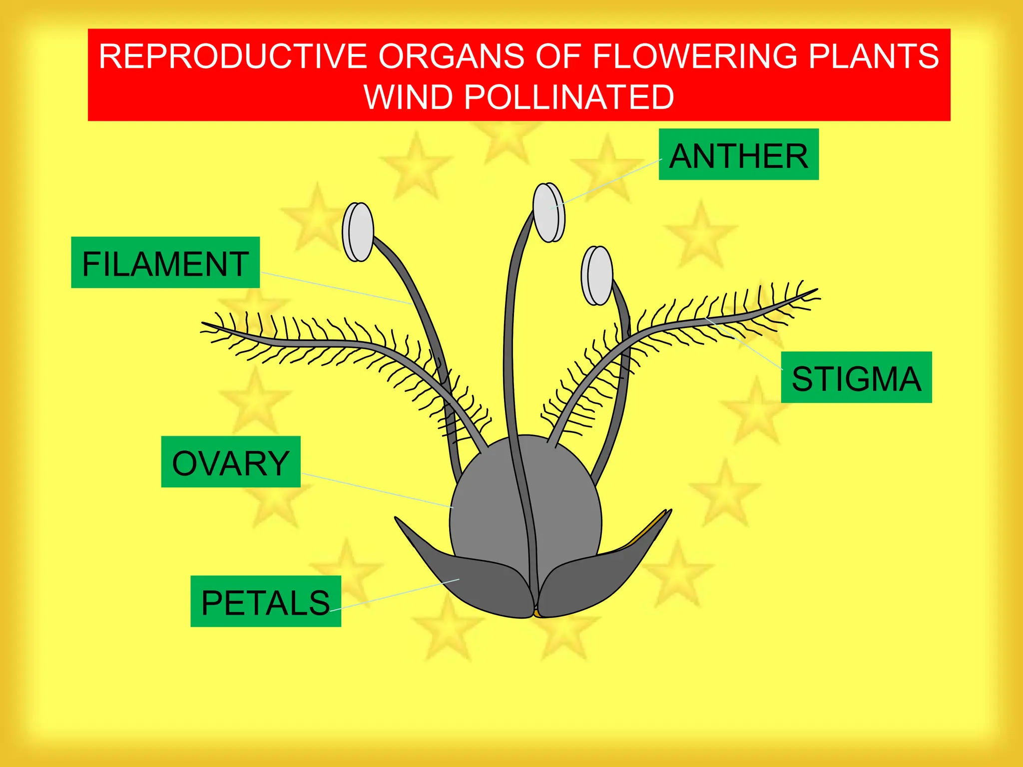 Asexual and sexual reproduction of flowering plants | PPT