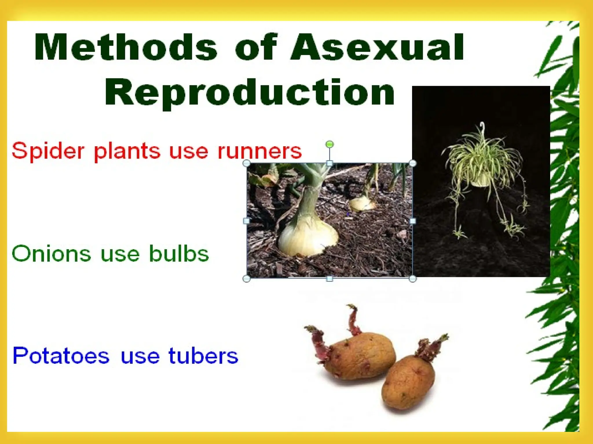 Asexual and sexual reproduction of flowering plants | PPT