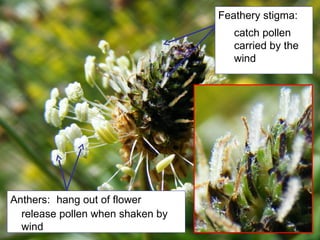 Asexual and sexual reproduction of flowering plants | PPT