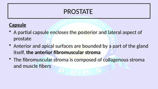 Repro Mod - Anatomy - Histology of prostate , Seminal Vesicles and ...