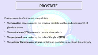 Repro Mod - Anatomy - Histology of prostate , Seminal Vesicles and ...