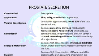 Repro Mod - Anatomy - Histology of prostate , Seminal Vesicles and ...