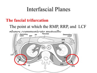 Reproteritoneum Anatomy and Pathology | PPTX