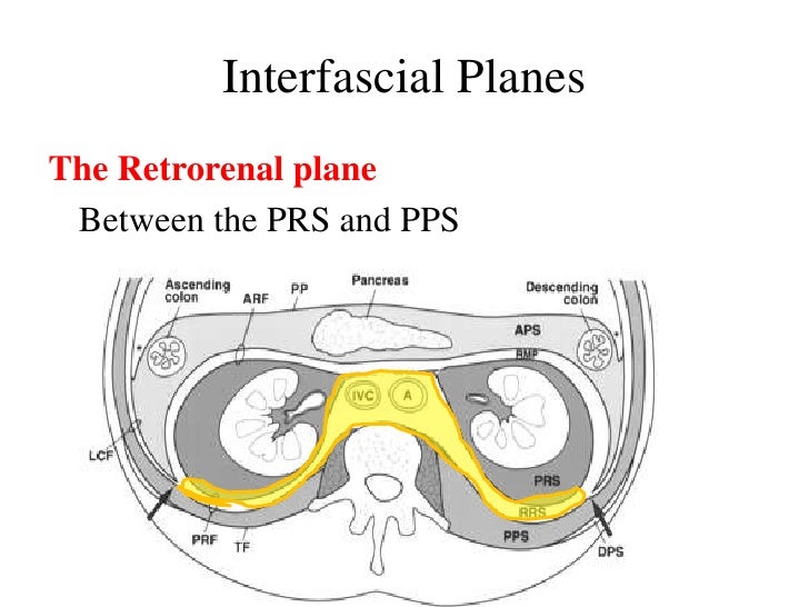 Reproteritoneum Anatomy and Pathology