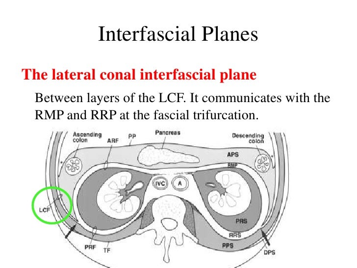 Reproteritoneum Anatomy and Pathology