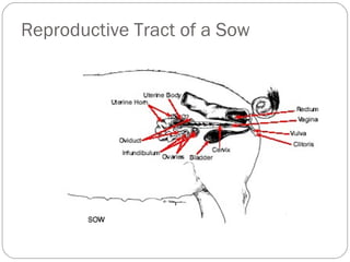 Animal Reproductive Tracts | PPT