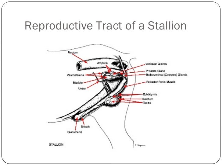 Animal Reproductive Tracts