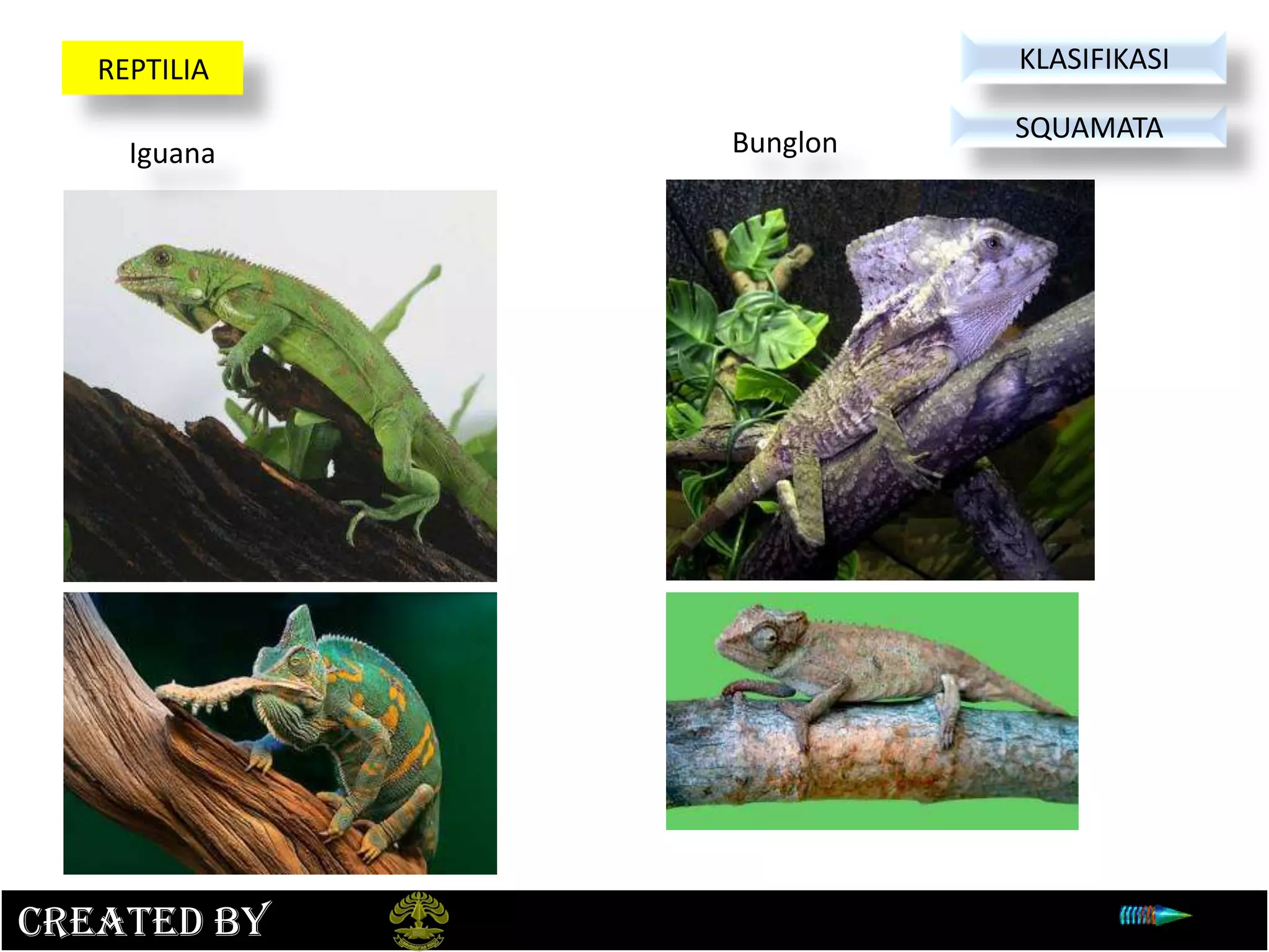 Reptil animated | PPSX