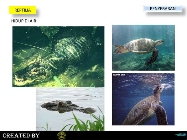 Reptil animated | PPSX