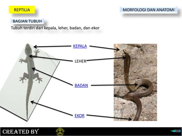 Reptil animated | PPSX