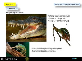 Reptil animated | PPSX