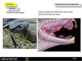Reptil animated | PPSX