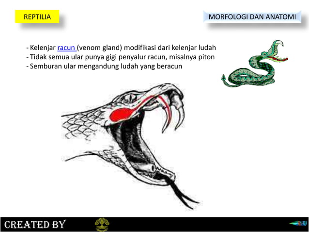 Reptil animated | PPSX